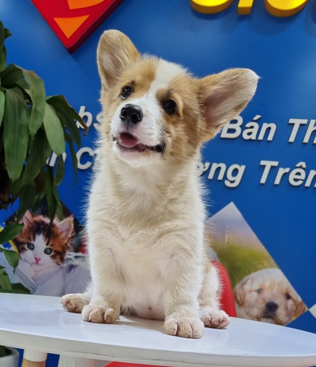 Corgi - Giống Chó Chân Ngắn, Mông Trái Tim Cực Đáng Yêu