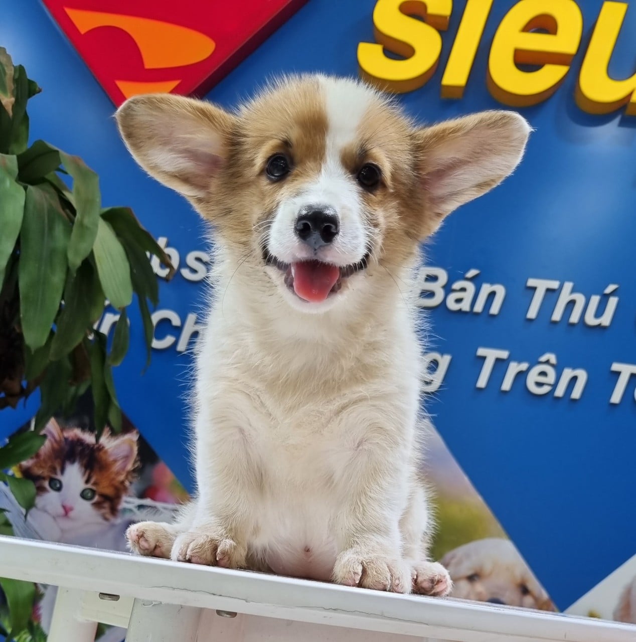 Corgi - Giống Chó Chân Ngắn, Mông Trái Tim Cực Đáng Yêu