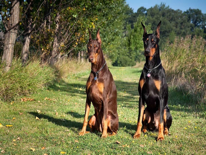 Chó Doberman - Gai Góc Nhưng Thông Minh Và Trung Thành