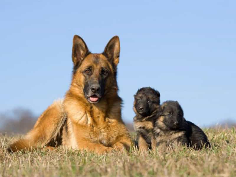 Chó Becgie Có Dữ Không? 9 Điều Bạn Cần Biết Trước Khi Quyết Định Nuôi