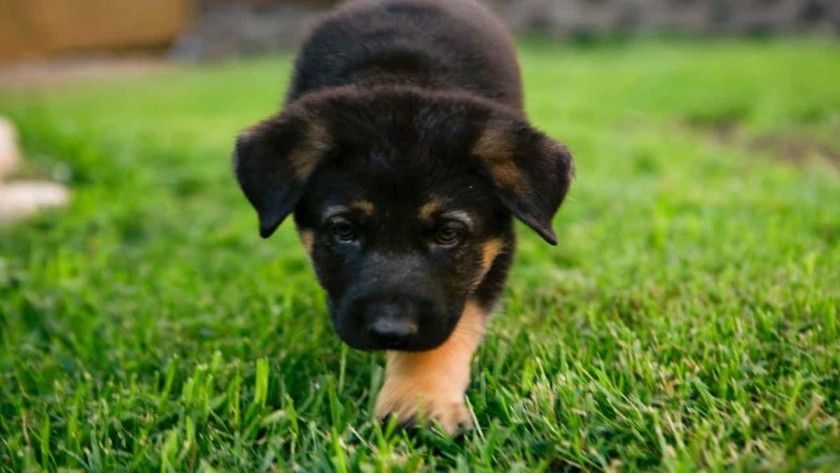 Chó Becgie Đức Con Thuần Chủng: Hướng Dẫn Nuôi Và Chăm Sóc Chi Tiết
