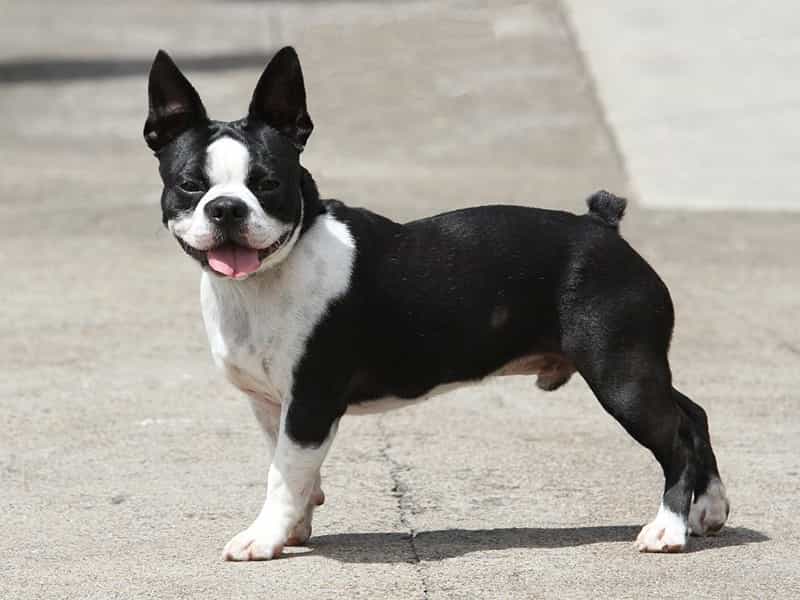 Boston Terrier - Thông Tin Về Giống Boston Terrier Thuần Chủng.