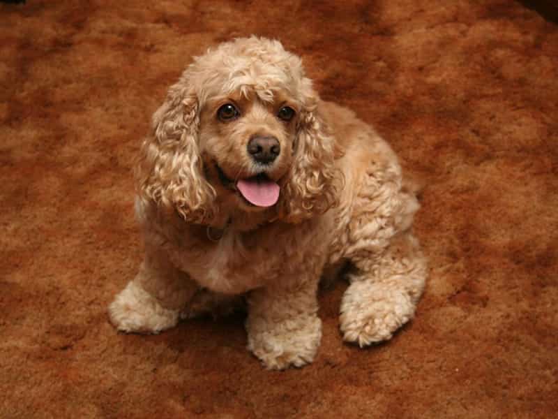 Mua Bán Chó Cocker, Giá Chó Cocker Spaniel Tại SieuPet.Com