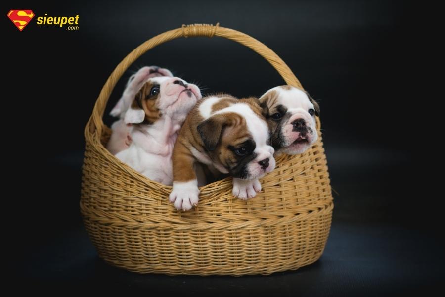 Chó con bao nhiêu ngày là mở mắt? Cách chăm sóc chó con mới mở mắt