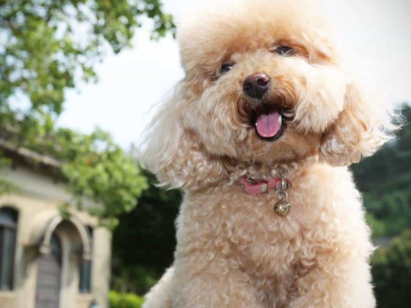 Mua Bán Poodle - Sieupet.com shop thú cưng uy tín chất lượng