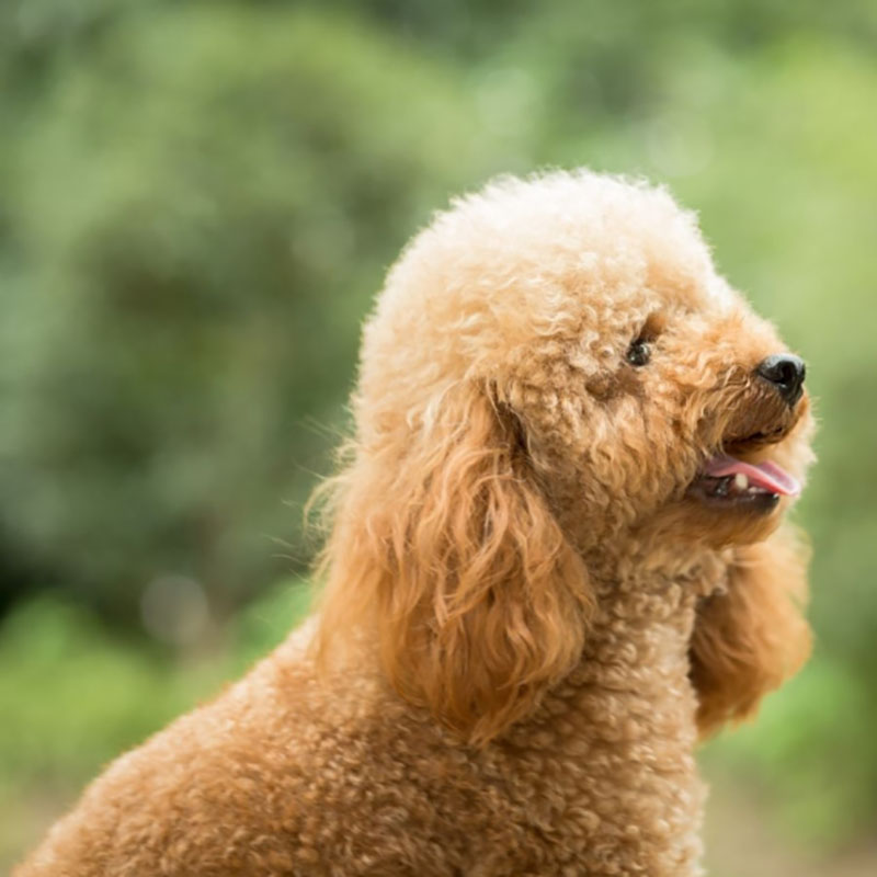 Chó Poodle béo phì: Nguyên nhân, dấu hiệu nhận biết và cách điều trị