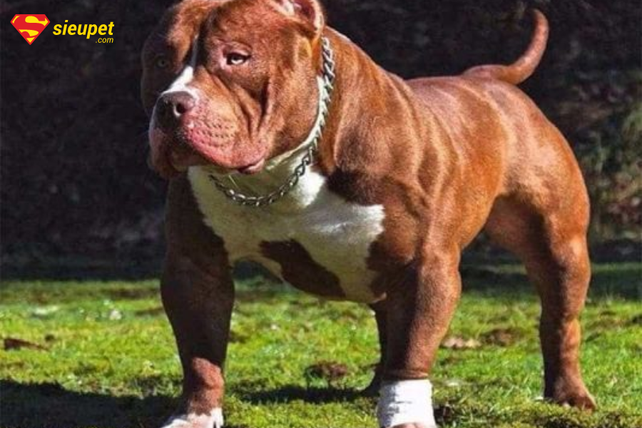 Chó Sục Pit Bull Mỹ: Nguồn gốc, cách nuôi và bảng giá