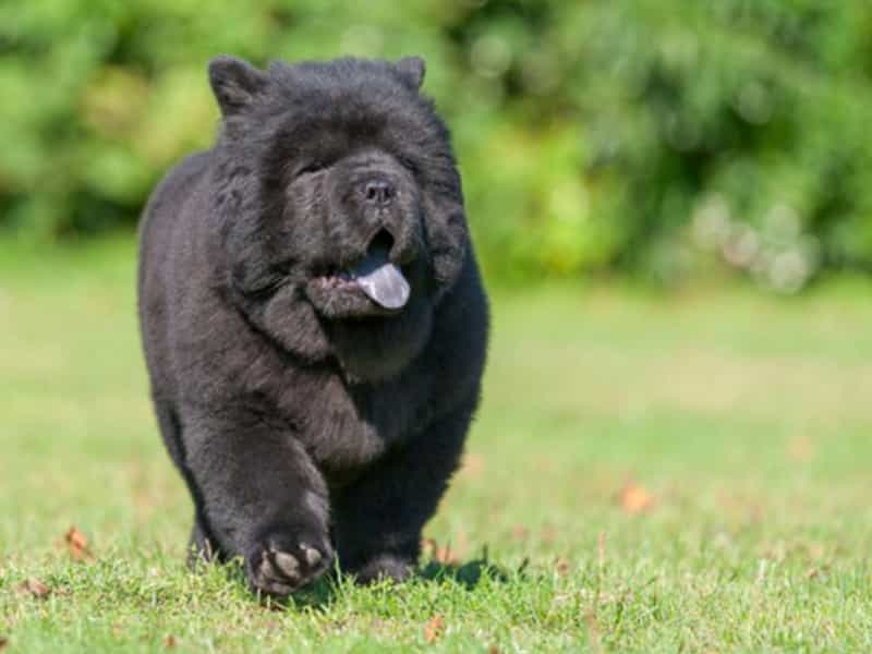 10 Sự Thật Thú Vị Về Chow Chow Không Phải Ai Cũng Biết