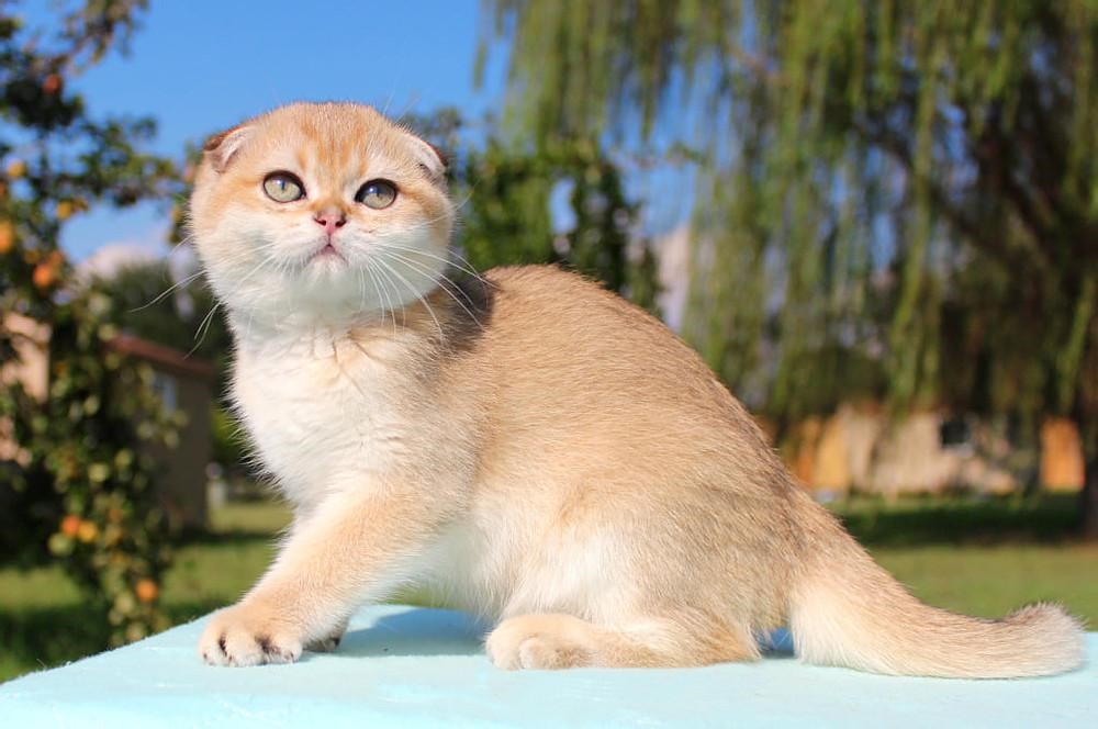 BẢNG GIÁ MÈO SCOTTISH FOLD TRÊN THỊ TRƯỜNG HIỆN NAY & NHỮNG YẾU TỐ ẢNH ...