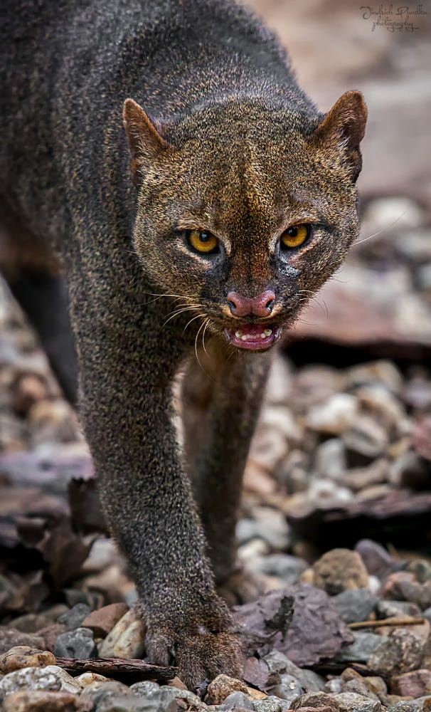 MÈO RỪNG PHÂN BỔ ĐA DẠNG KHẮP CÁC CHÂU LỰC TRÊN THẾ GIỚI