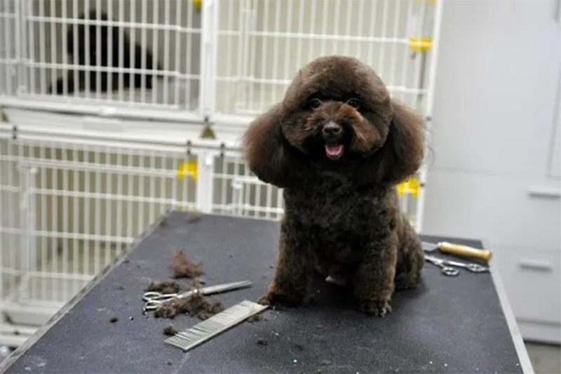 Mua Chó Toy Poodle Thuần Chủng – Giá Bán & Kinh Nghiệm Mua Chuẩn Xác Nhất