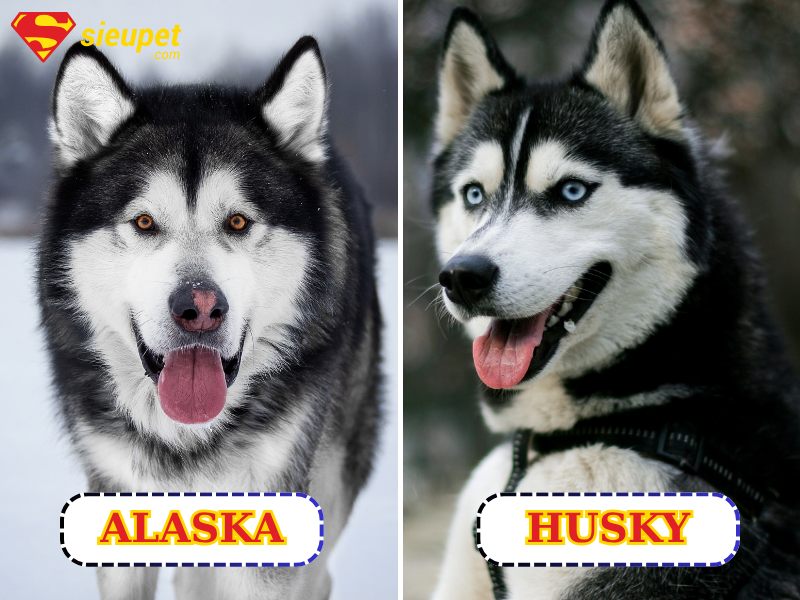 Tư vấn Husky và Alaska nên nuôi loại nào?