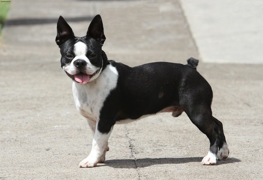 Boston Terrier - Thông Tin Về Giống Boston Terrier Thuần Chủng.