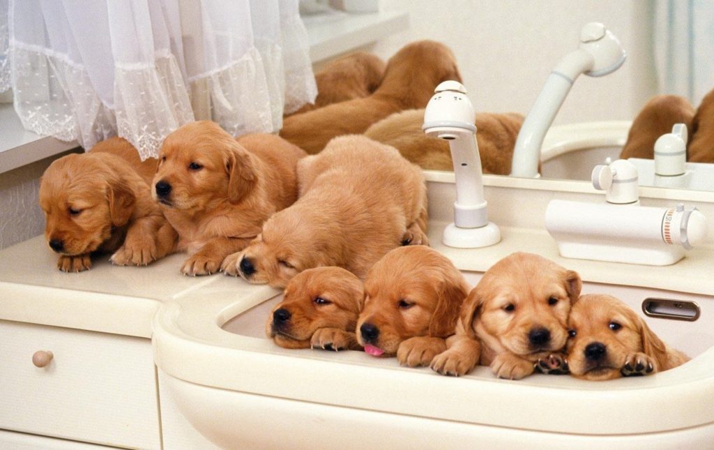 Chó Đẻ Và Chăm Sóc Sau Khi Chó Đẻ: Cần Lưu Ý Những Gì?. Sieupet.com!