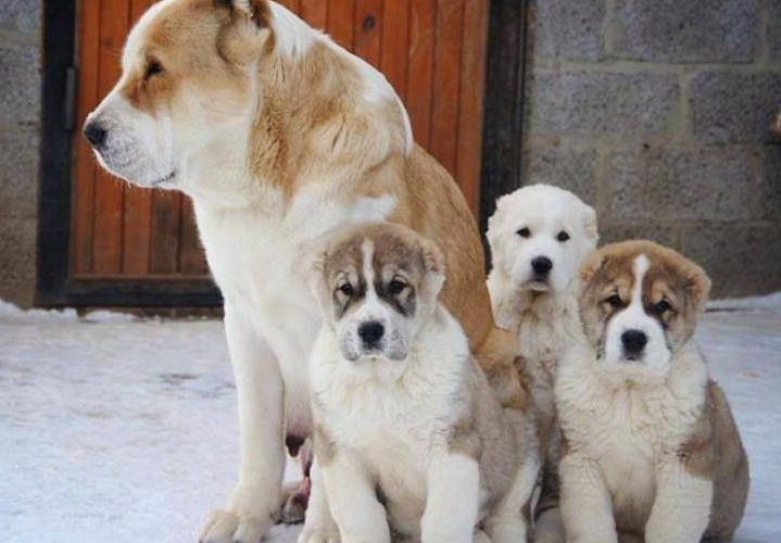Chó Alabai - Đặc Điểm Giống Chó Chăn Cừu Trung Á Alabai