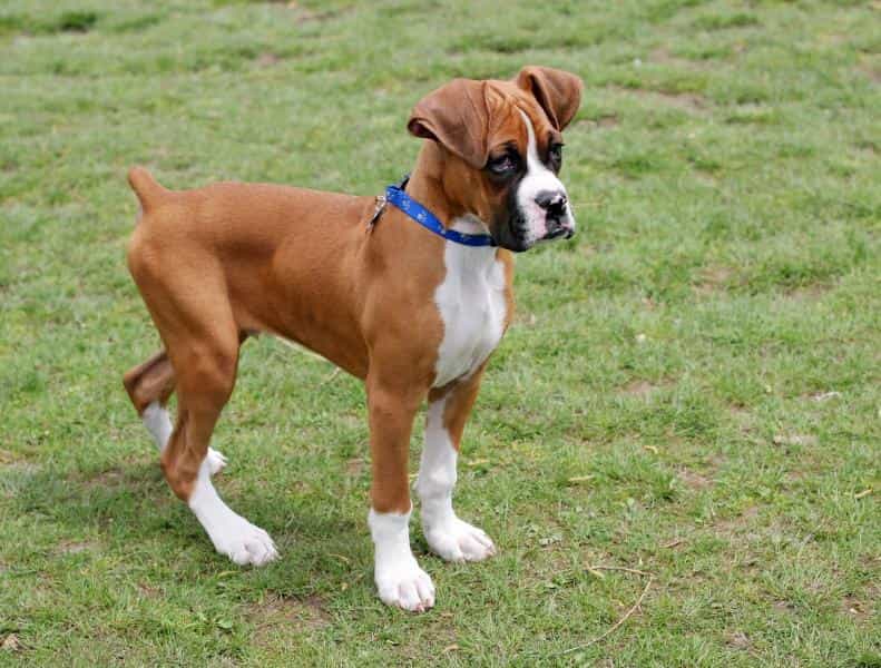 Tìm hiểu về giống chó Boxer- Chó võ sĩ dũng cảm