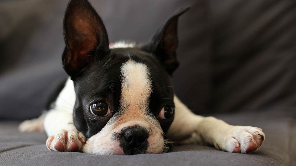 Boston Terrier - Thông Tin Về Giống Boston Terrier Thuần Chủng.