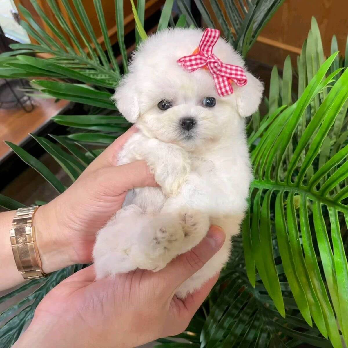 Mua Chó Poodle Teacup – Cập Nhật Bảng Giá Mới Nhất & Địa Chỉ Mua Uy Tín