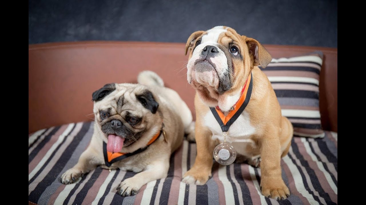 Sự khác nhau giữa Pug và Bulldog