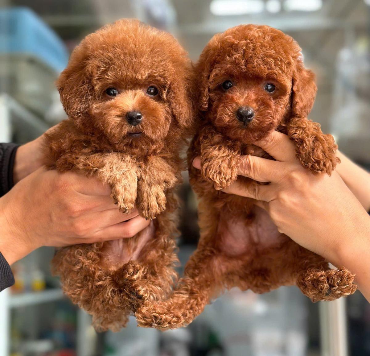Phối Giống Chó Poodle Teacup: Bí Quyết Để Có Đàn Con Khỏe Đẹp
