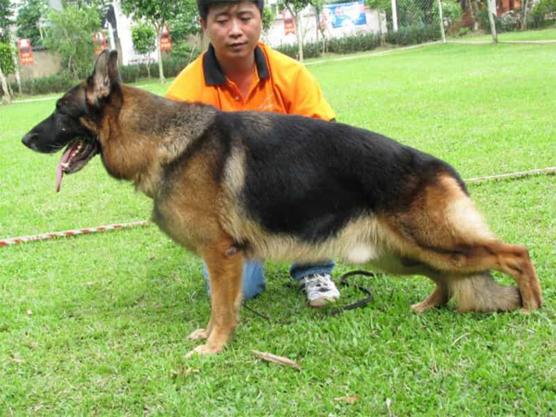 Danh sách những trại chó Becgie bán chó GSD thuần chủng tại Việt Nam